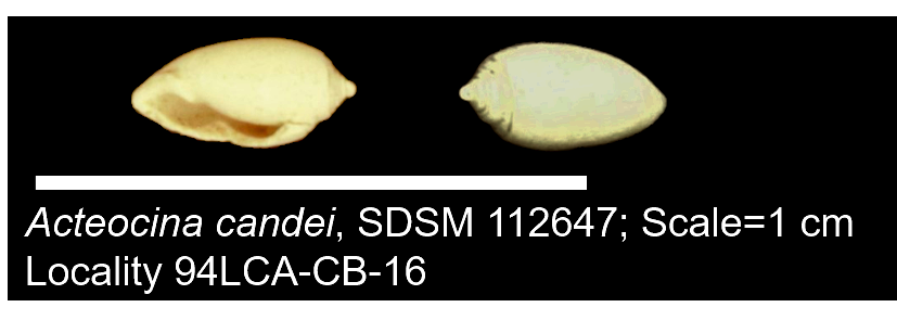 Neogene Atlas of Ancient Life | 94LCA-CB-16