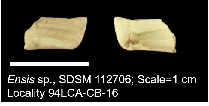 Neogene Atlas of Ancient Life | 94LCA-CB-16